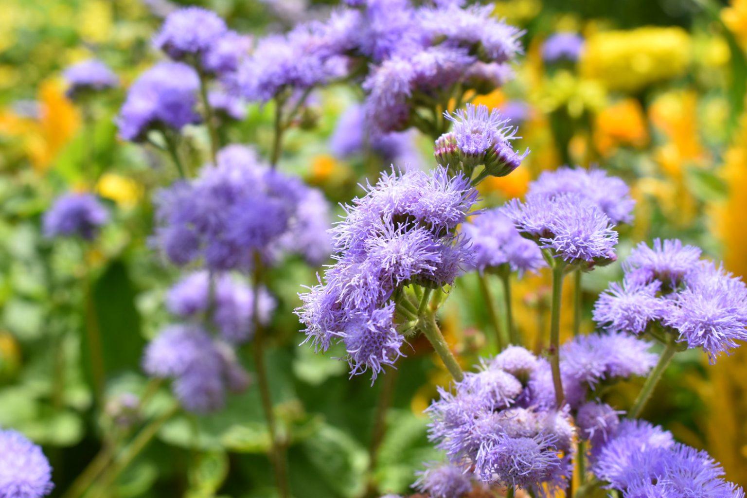 Joyful Flowers | Canton Public Library